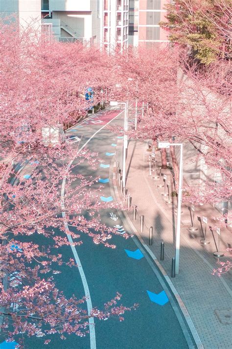 Desktop Wallpaper Japanese Cherry Blossom Art Otemoto