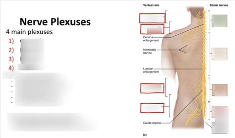 Spinal Nerves And Nerve Plexuses Diagram Quizlet