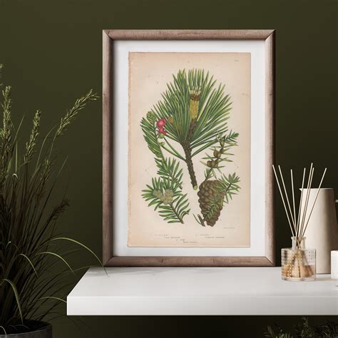 Anne Pratt Plate 209 Scotch Fir Juniper Yew Summer Weeds