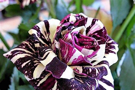 Роза Абракадабра — фото и описание сорта с отзывами