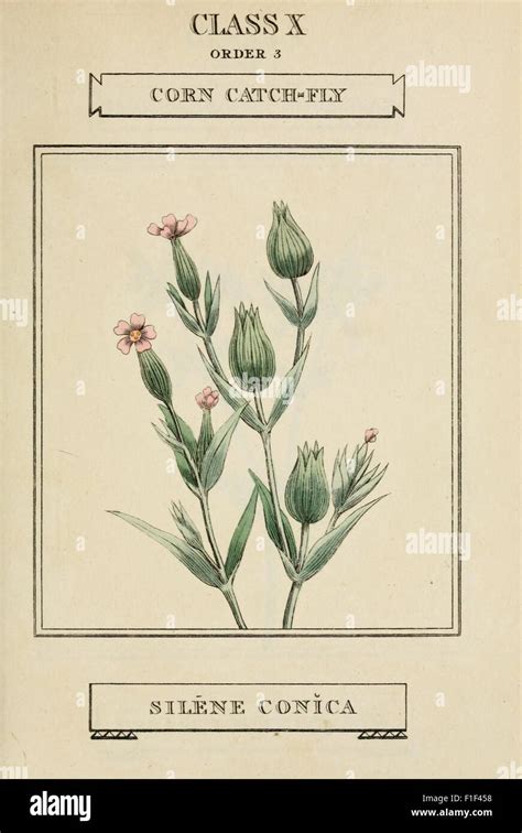 This Work Provides A Detailed Overview Of Botany Focusing On Plant Classification Structure