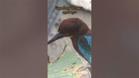 කුරුල්ලෙකුගෙ අහින්සක කම දකින්න මෙයාගෙ ඇස්දෙක බලන්න 🐦 Birds Travel Trip Youtube
