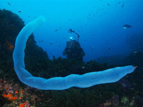 Giant Pyrosome Naturerules1 Wiki Fandom