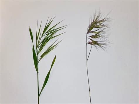 Considering Both Cost And Efficacy Cheatgrass Removal And Rangeland