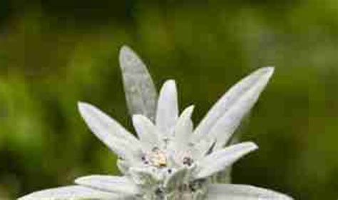 Lillepoes Edelweiss Puhkes Euroopa Päeval õitsele Edelweiss Maaleht
