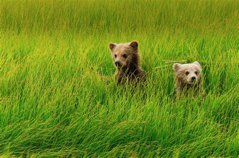 Brown Bear Cubs Lake Clark National 1 By Mint Images Art Wolfe