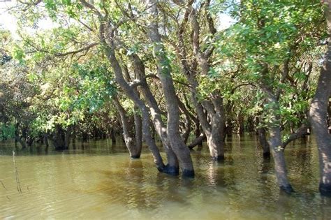 How To Prevent Risks Due To The Effects Of Flooding On Trees E Z Out Tree Service