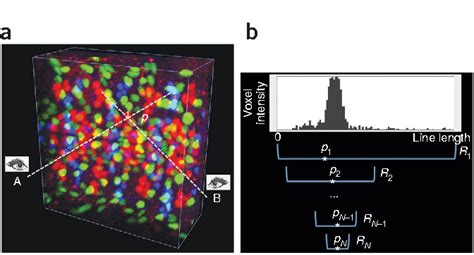 Figure 2 From V 3 D Enables Real Time 3 D Visualization And Quantitative Analysis Of Large Scale