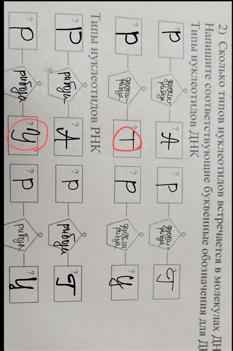 2 Сколько типов нуклеотидов встречается в молекулах ДНК и РНК