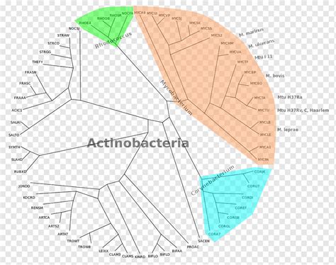 Wikimedia Commons 컴퓨터 파일 Wikipedia Wikimedia Foundation 썸네일 박테리아 각도 다른 사람 위키 미디어 공용 Png