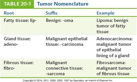 Chapter 20 Neoplasms And Cancer Flashcards Quizlet