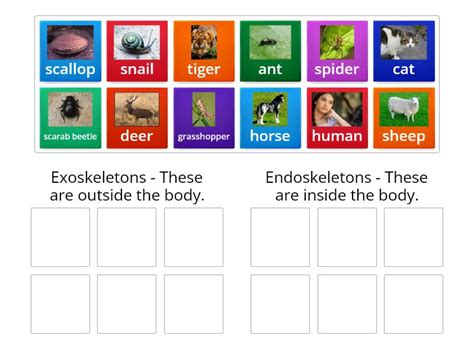 Exoskeleton Or Endoskeleton Year 3 Group Sort