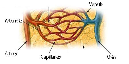 Perfusion Definition Treatment Lesson Study Com