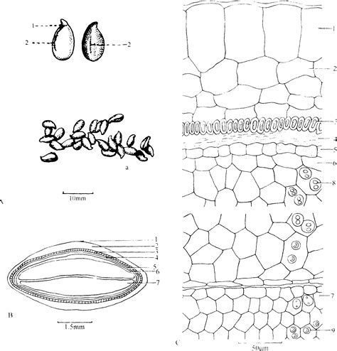 亚麻子 中药材 图片