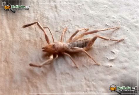 Wind Scorpion
