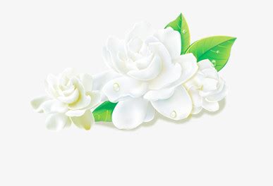 茉莉花图片免费下载 PNG素材 编号1xrirmmd1 图精灵