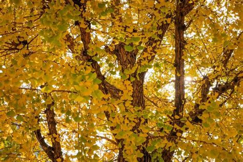 16 Interesting Yellow Trees Including Pictures AI Garden Composer
