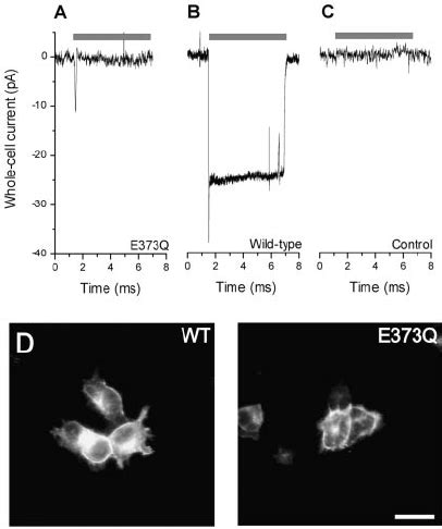 A The Voltage Dependence Of Steady State Currents Is Shown In Download Scientific Diagram