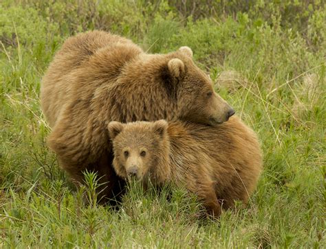Grizzly Bear Ursus Arctos Horribilis Know Your Mammals