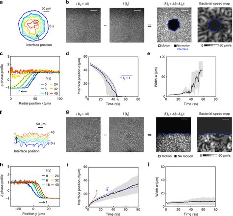 Open Access The Propagation Of Active Passive Interfaces In Bacterial Swarms 2018 Alison E