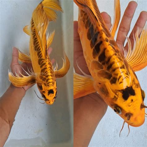 Beauty Of Long Fin Koi Butterfly Aragoke Be Koi Farm By Pt Indo Koi