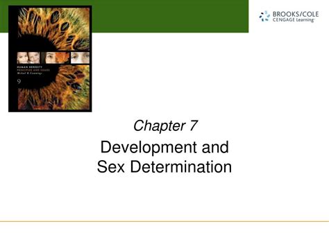 Ppt Development And Sex Determination Powerpoint Presentation Free