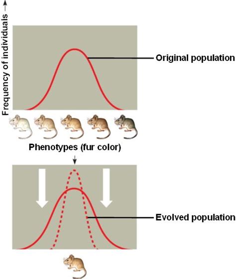 Diversifying Selection