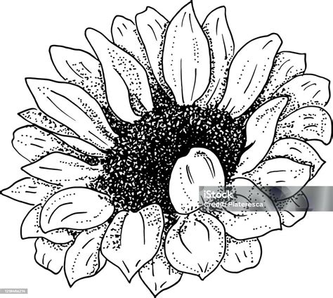 벡터 해바라기 흑백 잉크 드로잉 흰색 배경에 격리 뜨거운 호일 스탬핑에 적합 0명에 대한 스톡 벡터 아트 및 기타 이미지 0