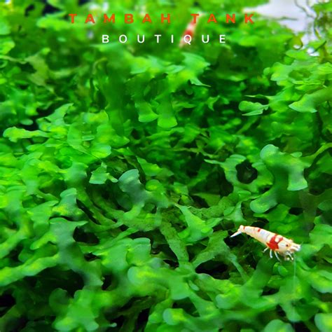 Pelia Moss Submerged Shopee Malaysia