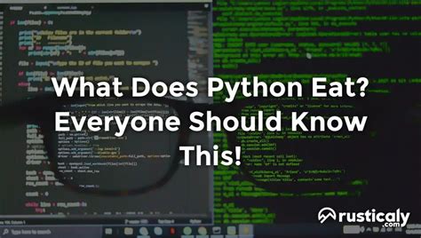 What Does Python Eat Heres What You Should Know About It