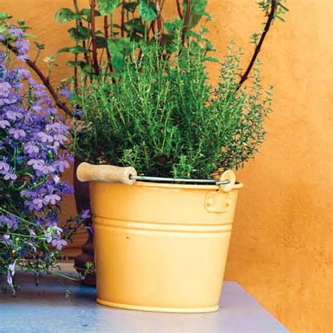 Thyme Florida Heritage Foods