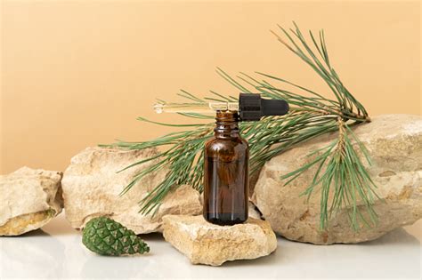 밝은 갈색 베이지 색 배경에 돌과 소나무 가지에 점적기가있는 어두운 유리 화장품 병을 엽니 다 침엽수 림 추출물을 사용한 천연 유기농 스파 안티 에이지 화장품의 개념 공간을