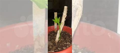 Лимонное дерево купить в Ульяновске Товары для дома и дачи Авито