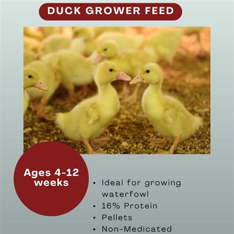 Specially Formulated Duck Grower Feed Shirlock Acres