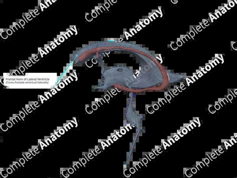 Frontal Horn Of Lateral Ventricle Complete Anatomy