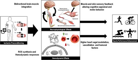 Overall Proposed To Mechanisms Underlying IPC That May Be Involved In Download Scientific