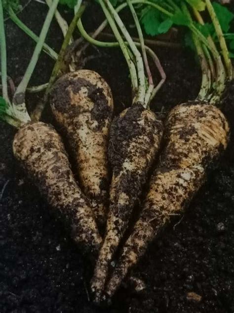 Parsnip ‘hollow Crown Permaculture Sydney West Est 2012 Parsnip ‘hollow Crown Permaculture Sydney West Est 2012