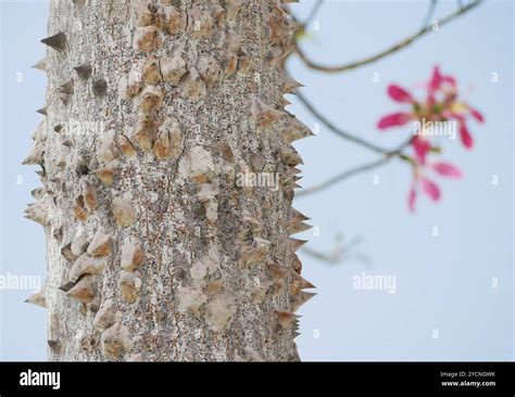 Ceiba Chorisia Speciosa Bottle Or Silk Tree Growing On Grand Canaria