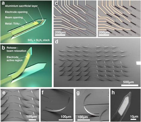 Protruding Cantilever Microelectrode Array To Monitor The Inner Electrical Activity Of Cerebral