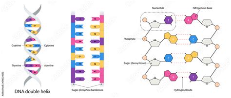 Dna Structure Nitrogenous Base Thymine Adenine Cytosine And Guanine