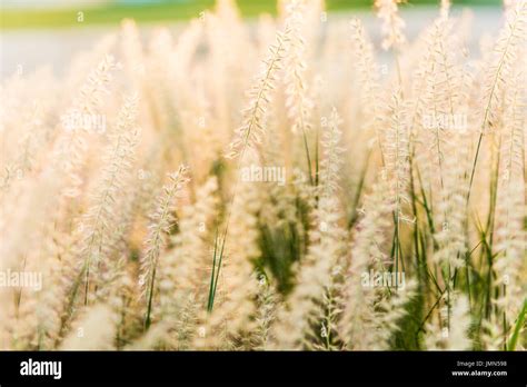 Nature Background Of Dry Tan Grass Grain Hay Or Flowers Illuminated In