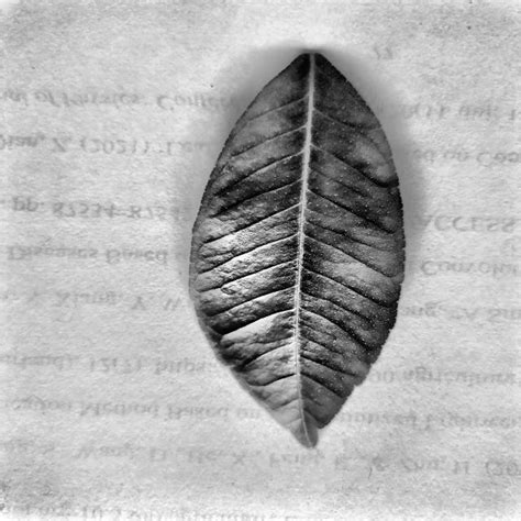 Citrus Leaf Object Detection Model V Am By Machine Learning