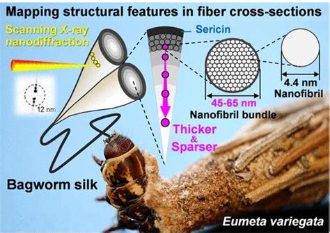 蚕丝中的中尺度限制：一个隐藏的结构组织 Nano Letters X Mol