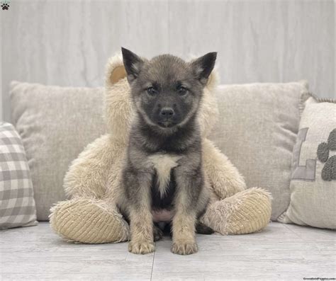 Norwegian Elkhound Mix Puppies For Sale Greenfield Puppies