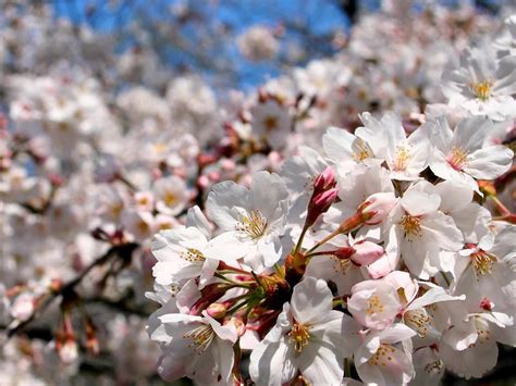 桜並木お花見 日岡山公園の桜 壁紙写真集 無料写真素材