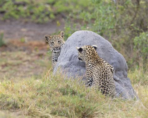 Leopard Cub Suzi Eszterhas Photography Wilderness