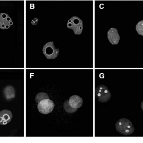 The Presence Of Nucleoli In The Nuclei Of Embryos That Arose From Download Scientific Diagram