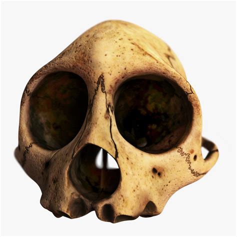 Monkey Skull 3d Model 49 3ds Fbx Obj Max Free3d