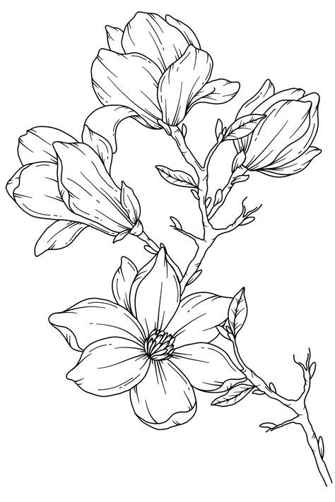 Premium Vector Magnolia Line Drawing Floral Line Art Flower Coloring