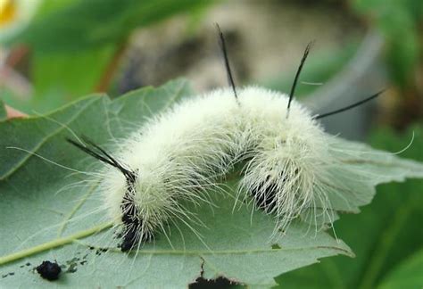 American Dagger Moth Caterpillar Acronicta Americana Bugguidenet